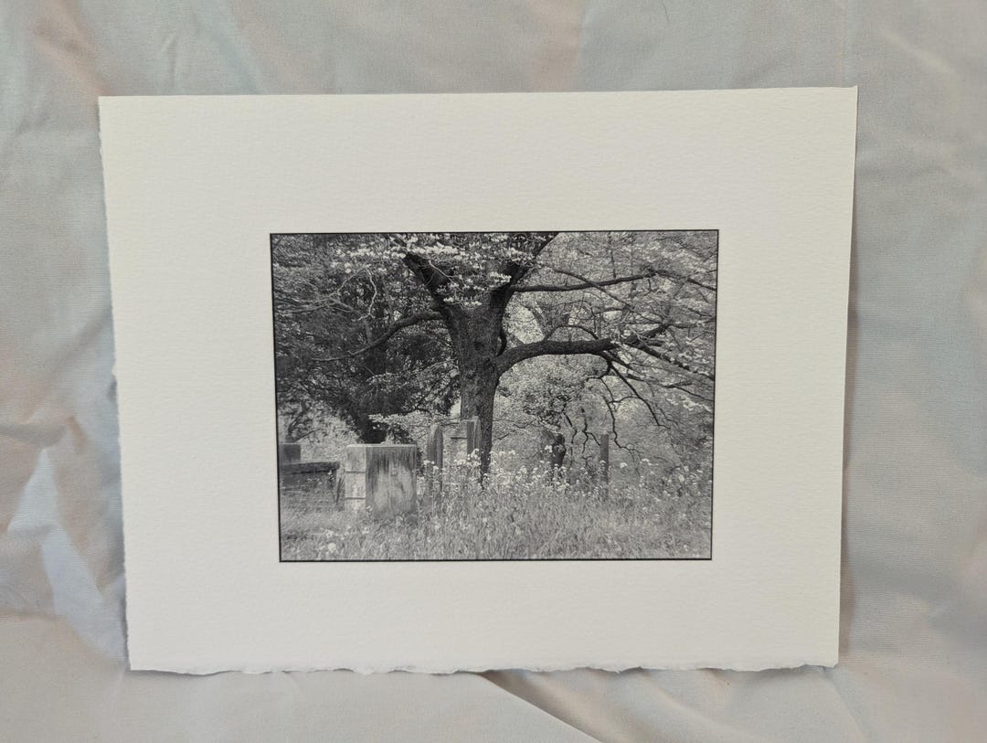 Summer Graves - Oakland Cemetery Atlanta Historic Nature - Etsy