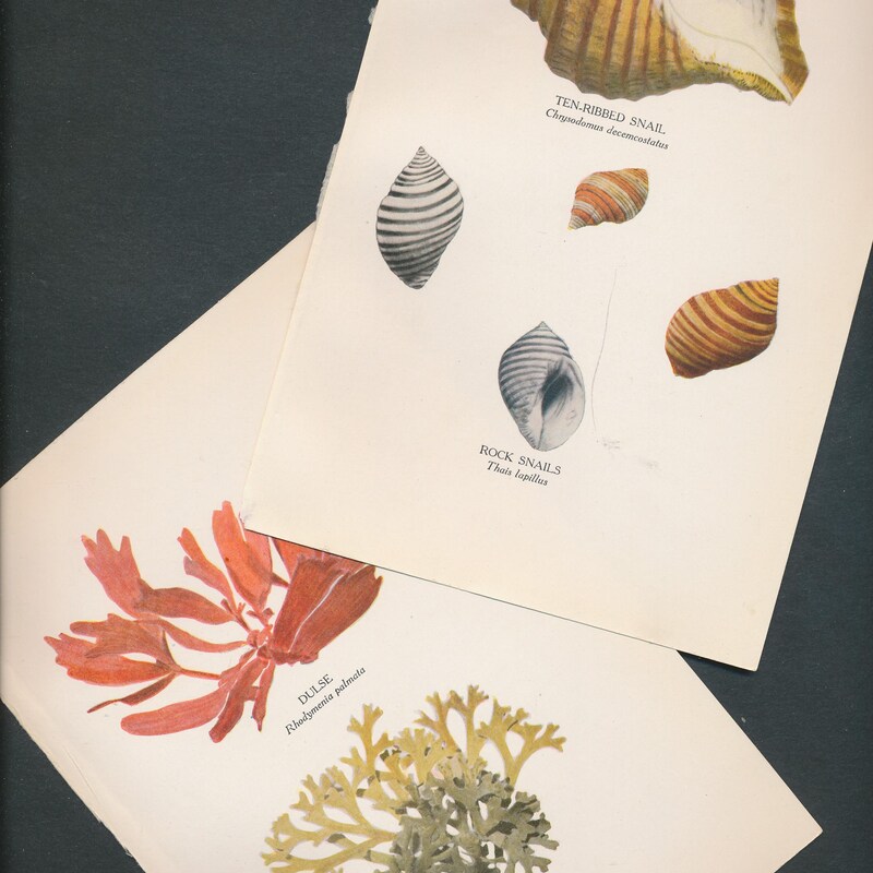 Childrens Bookplates - Etsy