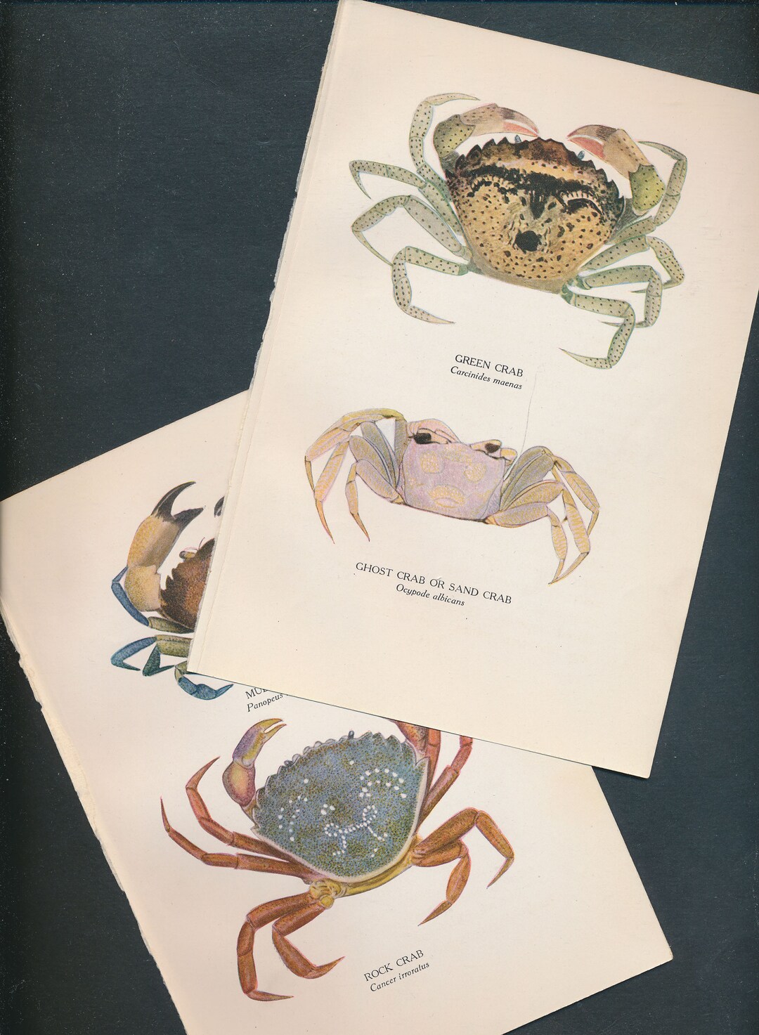 Crab Illustrations From burgess Seashore Book. 2 - Etsy