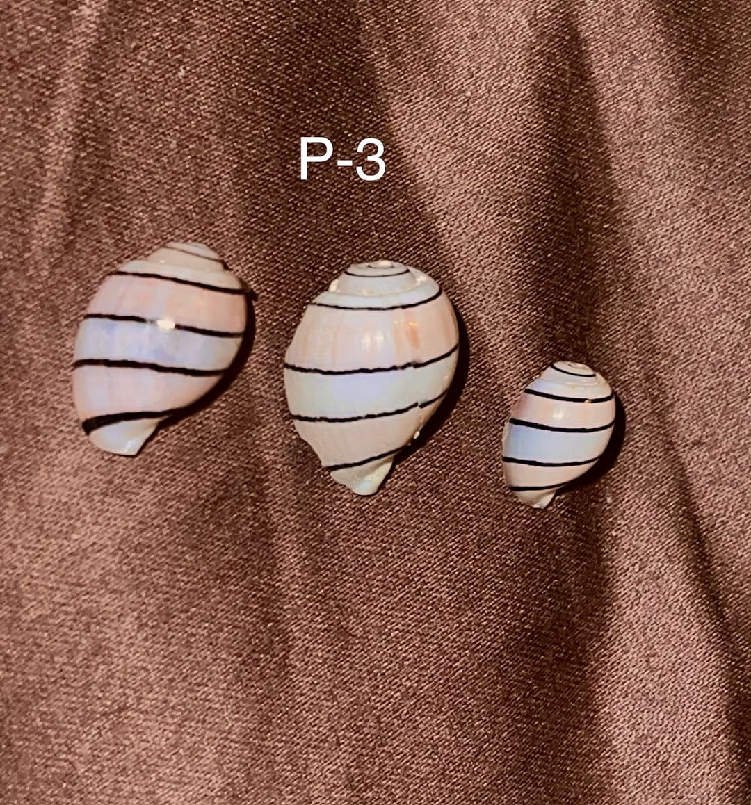 Hydatina Amplustre Pink Bubble Shells From Hawaii - Etsy