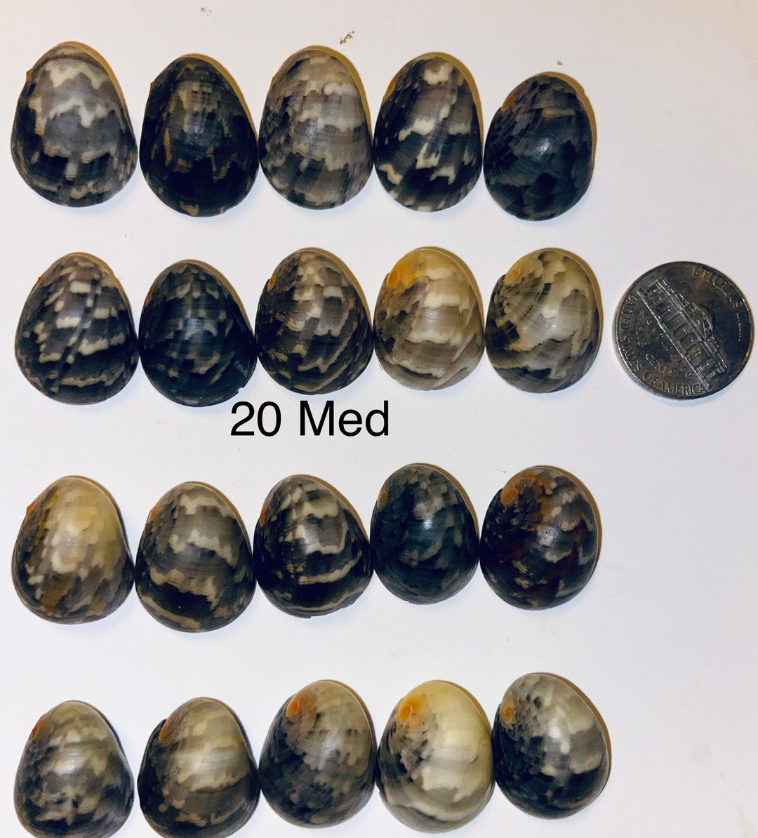 Kupee Nerite Seashells for Hawaiian Bracelets Medium Patterned From ...