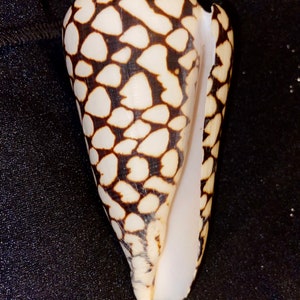 Marble Cone Shell From Kauai Aquarium Crafts Hermit Crab - Etsy