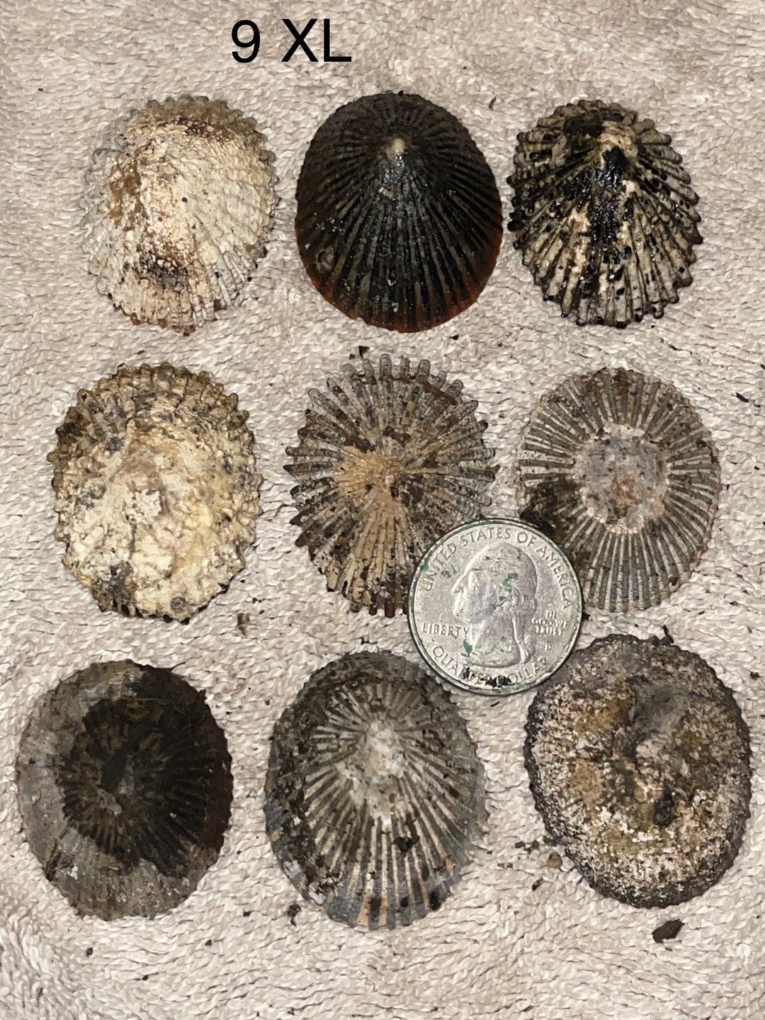 Hawaiian Opihi Limpet Shells for Pendants From Kauai Med-xl - Etsy