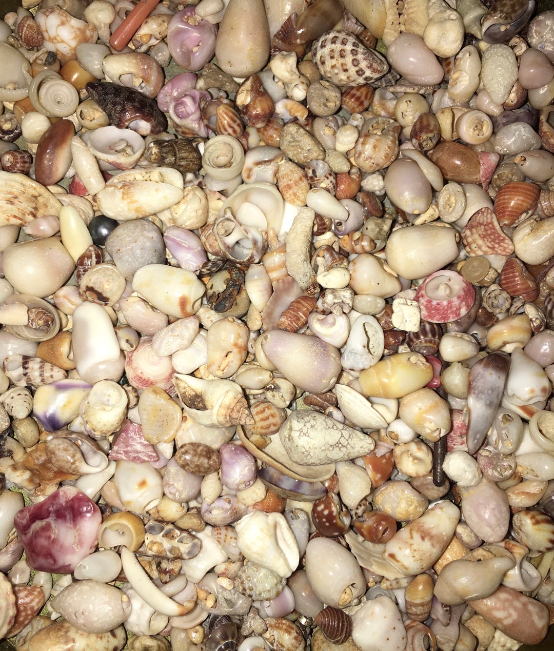 Seashell Mix Pieces Small to Large Size for Crafting - Etsy
