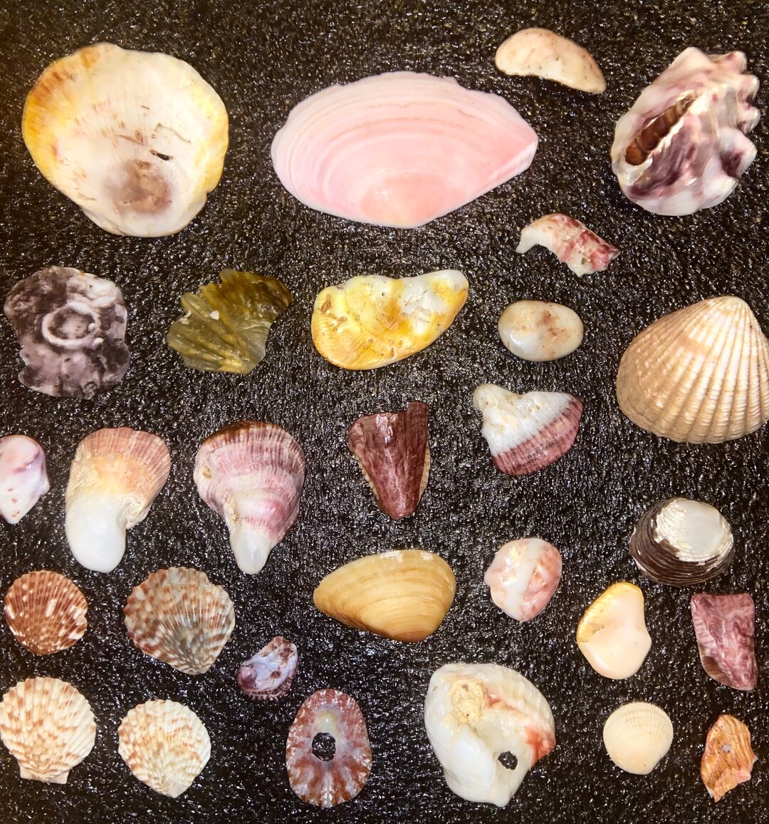 Hawaiian Handpicked Scallop Clam Shells From Kauai Wedding - Etsy