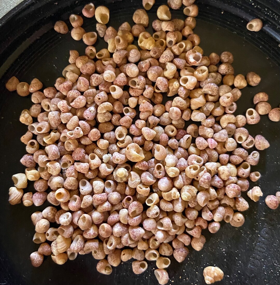 Kahelelani Niihau Hawaiian Shells Size 10 or 12 - Etsy