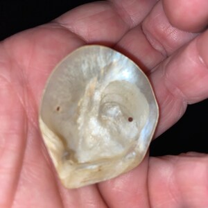 Hawaiian Handpicked Clam Spondylus Scallop Shells - Etsy