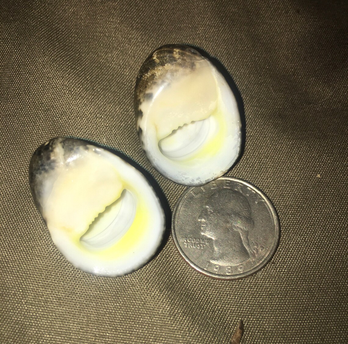 Hawaiian Kupee Shells Nerite Polita 3X Coleccionistas de Kauai | Etsy