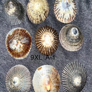 Hawaiian Opihi Limpet Shells for Pendants From Kauai Large to XL - Etsy