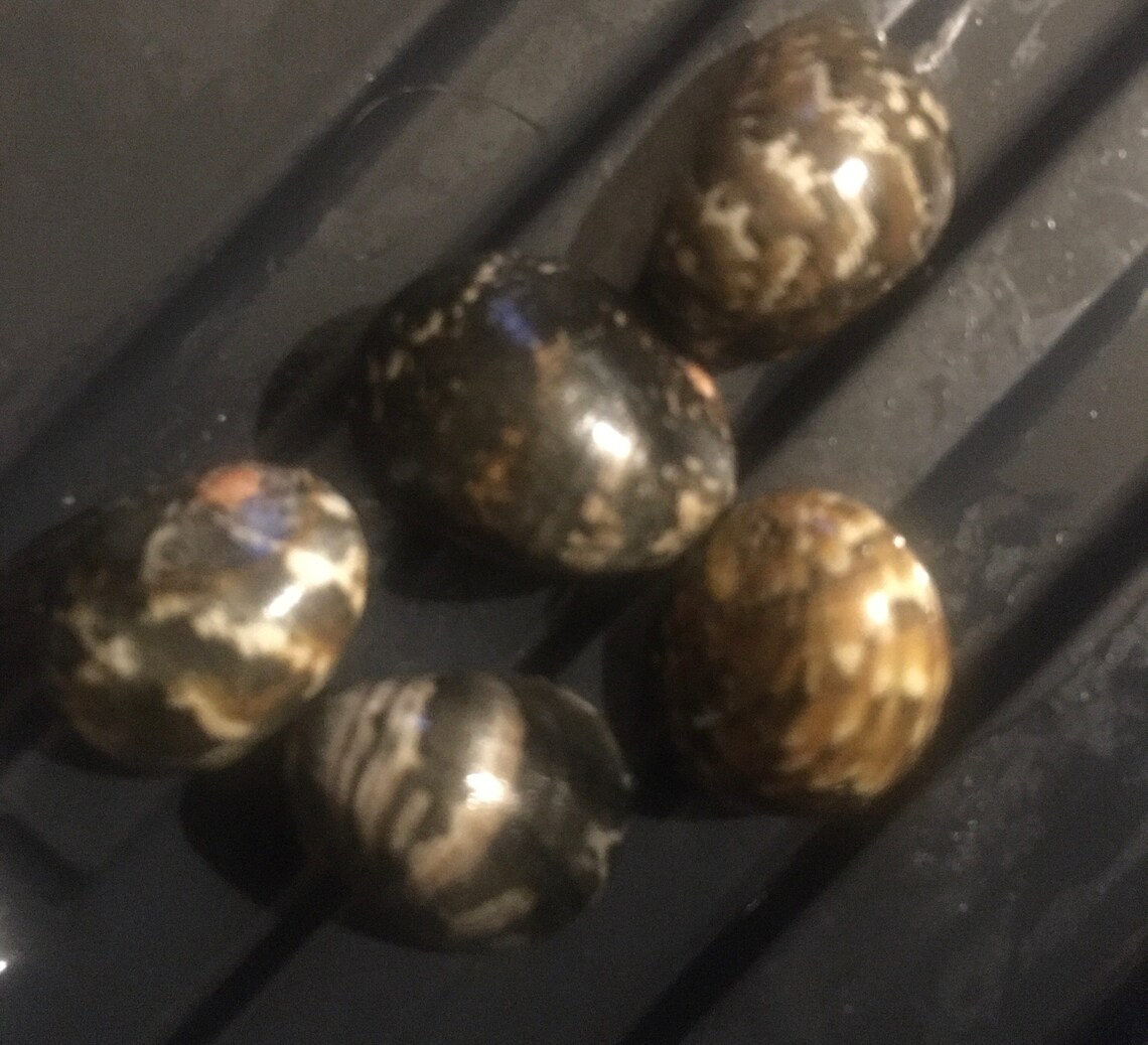 Kupee Shells Hawaiian Nerite Polita 6 XL Patterns from Kauai | Etsy