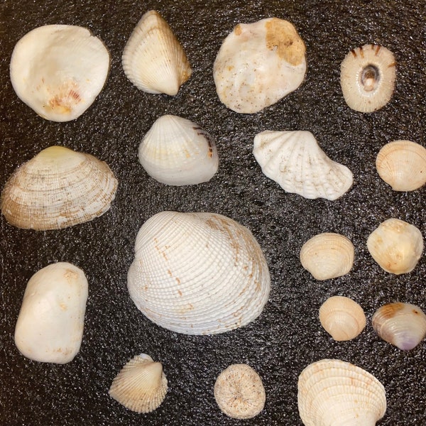 Hawaiian Seashells - Etsy