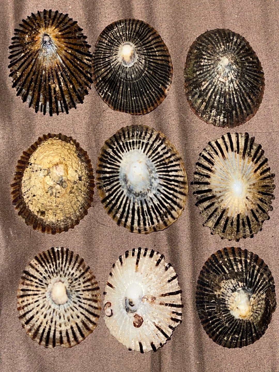 Hawaiian Opihi Limpet Shells 9 XL for Pendants From Kauai - Etsy