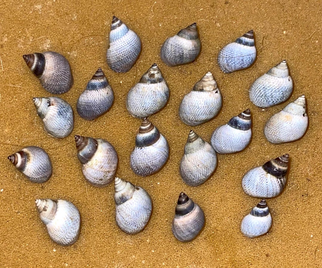Niihau Laiki Miter Hawaiian Seashells Shells From Kauai - Etsy