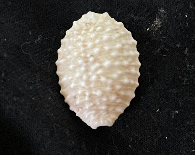 Granulated Cowrie Shells for Jewelry - Etsy