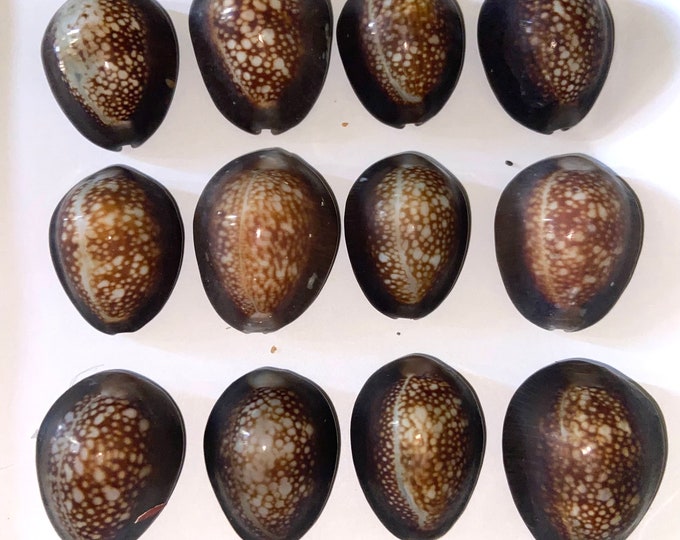 Cowrie Shells From Kauai Handpicked Genuine Hawaiian Snakeheads - Etsy