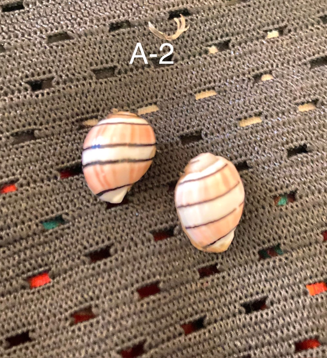 Hydatina Amplustre Pink Bubble Shells From Hawaii - Etsy