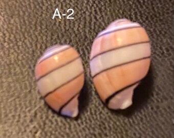 Hydatina Amplustre Pink Bubble Shells From Hawaii - Etsy