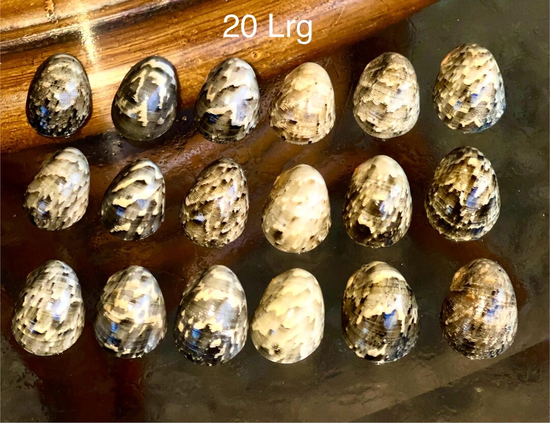 Kupee Seashells Hawaiian Lei Jewelry Size Large From Kauai 20 Count - Etsy