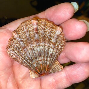 Hawaiian Handpicked Clam Spondylus Scallop Shells - Etsy