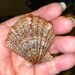 Hawaiian Handpicked Clam Spondylus Scallop Shells - Etsy