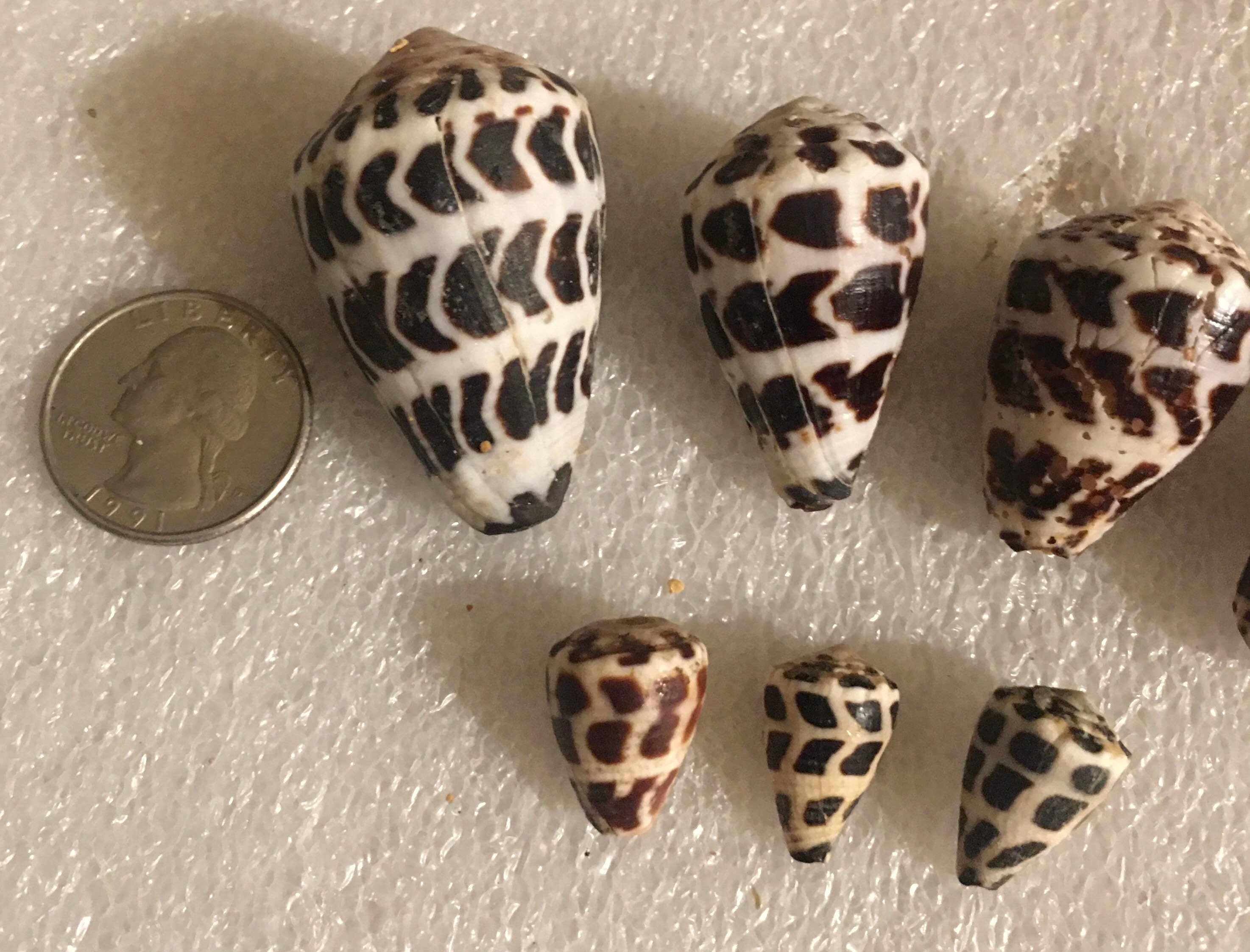 Cone Seashells Alphabet Hebrew Cones from Kauai Hermit Crab | Etsy