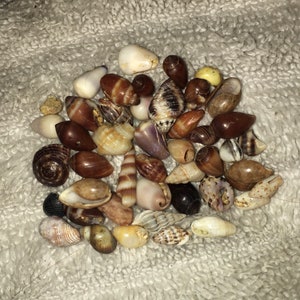 Seashells Variety Kupee Niihau Poleho Drupe Cowrie Sea Glass Small ...