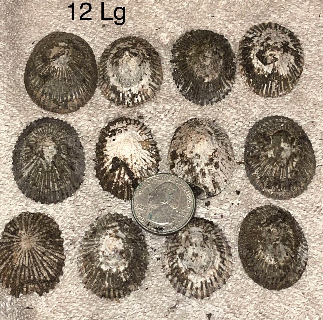 Hawaiian Opihi Limpet Shells for Pendants From Kauai Med-lg - Etsy