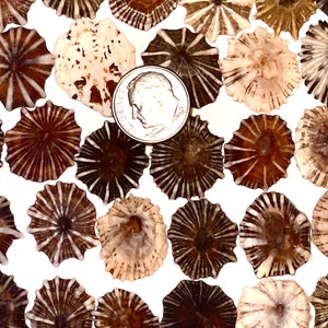 False Star Limpet Opihi Shells for Jewelry Making From Kauai - Etsy