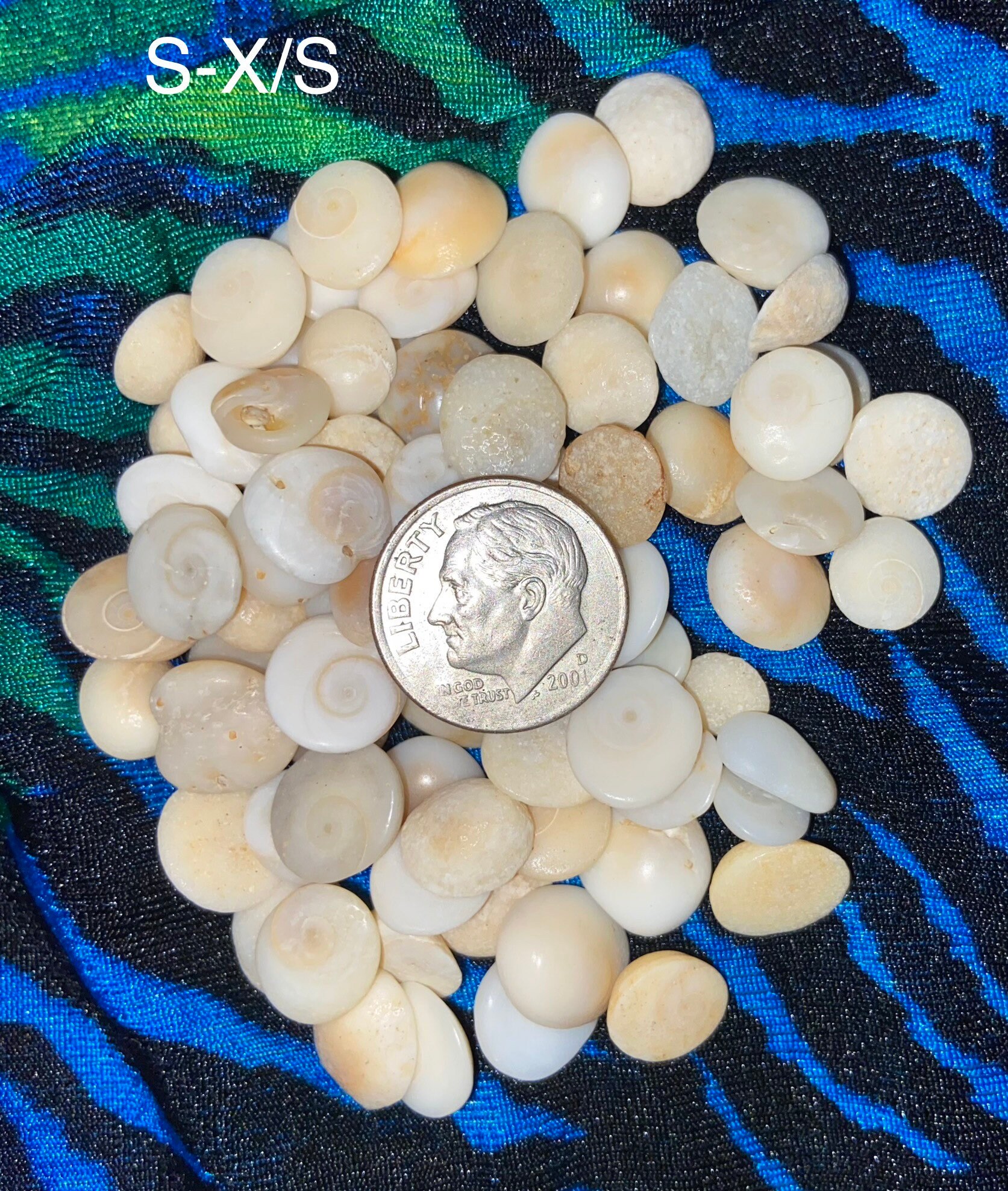 Eye of Shiva Hawaiian Seashells Cat’s Eye Button - Etsy