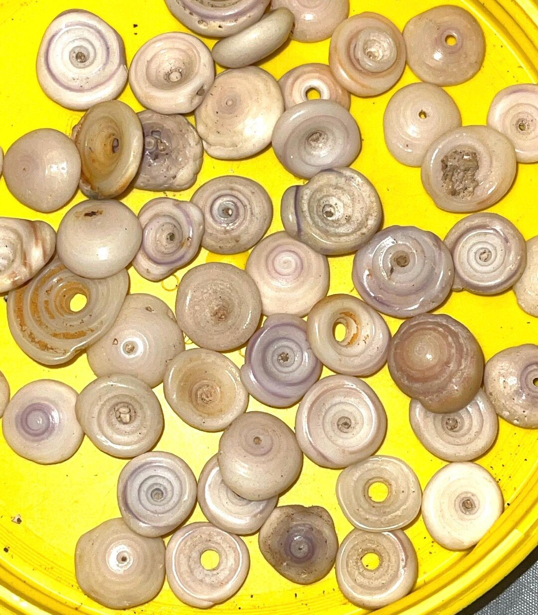 Puka Shells for Jewlry Making Size Xs-large/xl From Hawaii - Etsy