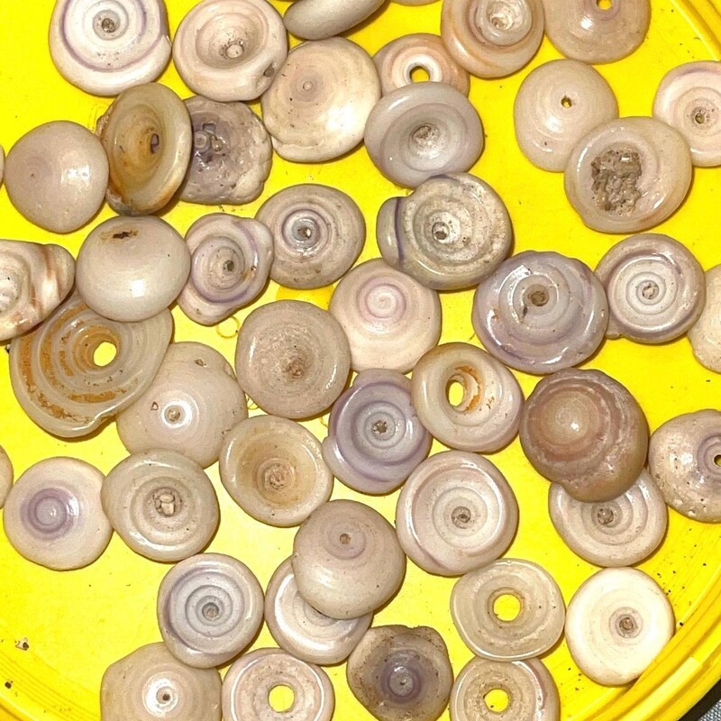 Puka Shells - Etsy