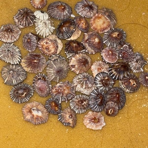 False Star Limpet Opihi Shells for Jewelry Making From Kauai - Etsy