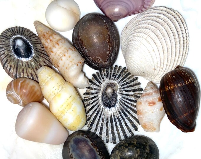 Hawaiian Seashell Variety Mix From Kauai - Etsy