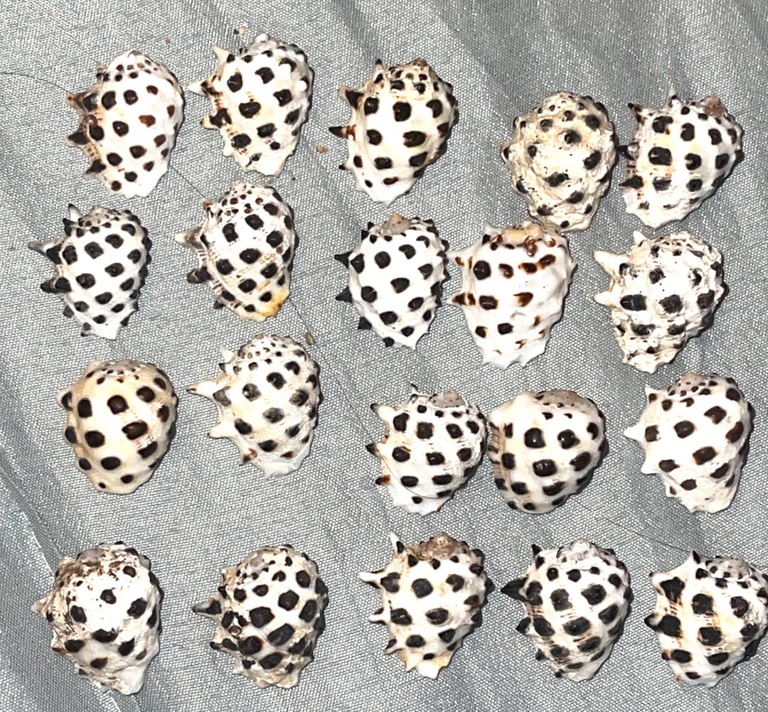 Spotted Drupes Hawaiian Seashells From Kauai - Etsy