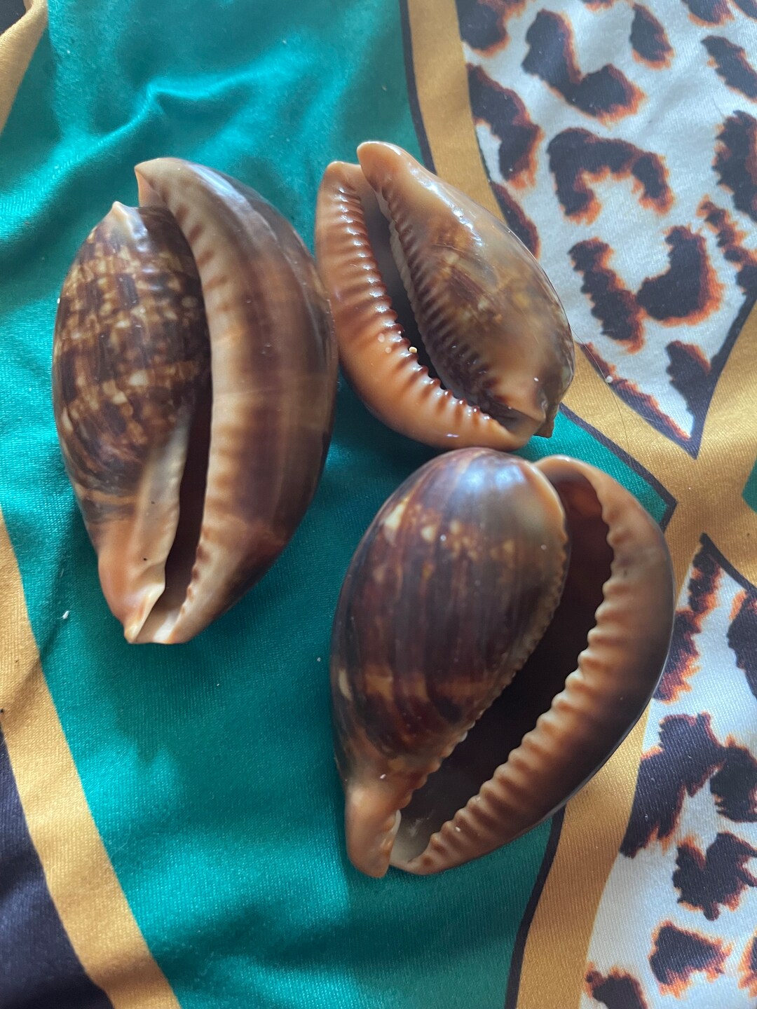 Humpback Cowrie Shell Set of 3 From Hawaii - Etsy