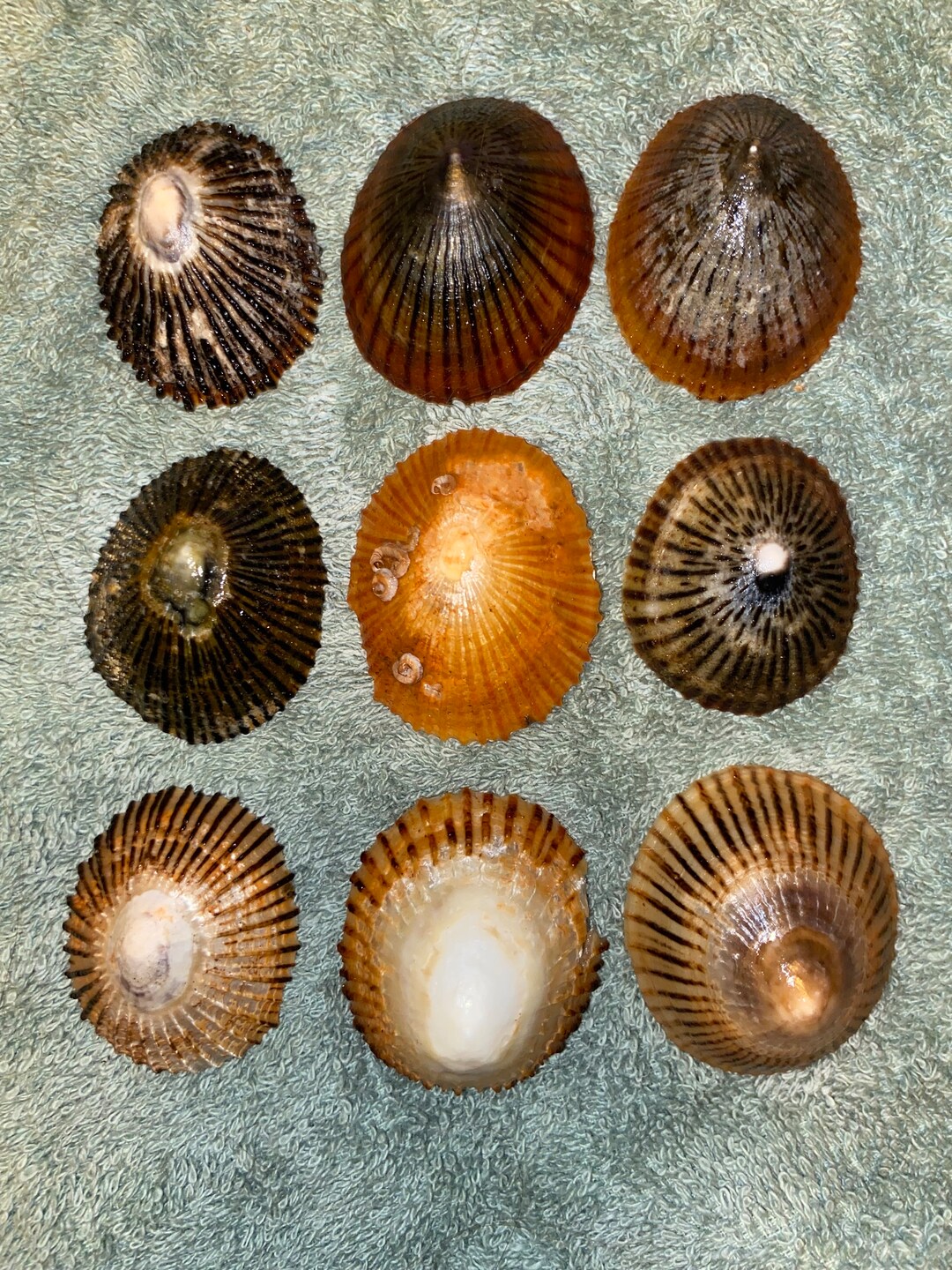 Hawaiian Opihi Limpet Shells for Pendants From Kauai Med-xl - Etsy