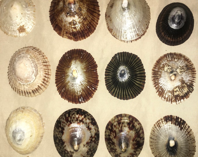 Opihi Limpet 11 Extra Large Shells From Kauai - Etsy