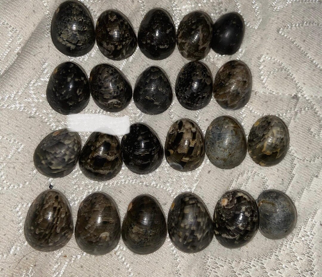 Kupee Hawaiian Seashells Nerites From Kauai 24 X-small - Etsy