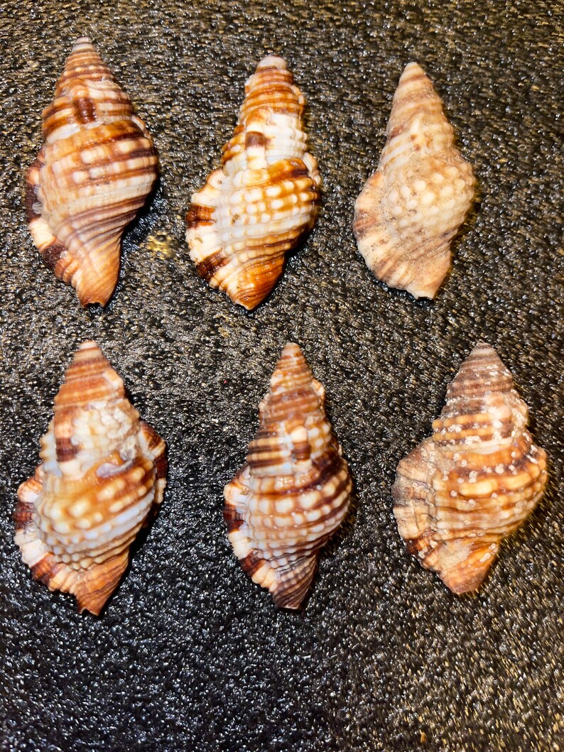 Triton Seashells From Kauai Lg-xxl Crafts Home Decor - Etsy