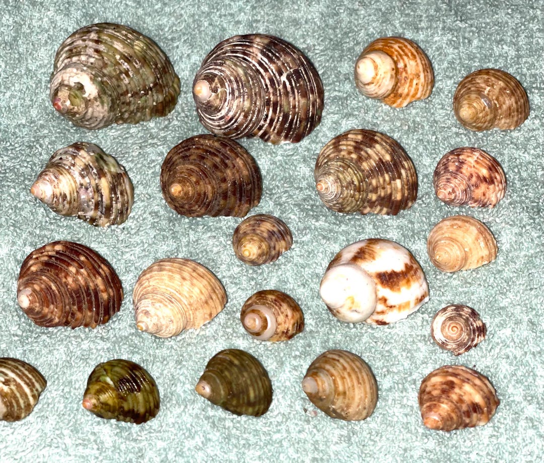 Hawaiian Seashells Turbans From Kauai - Etsy