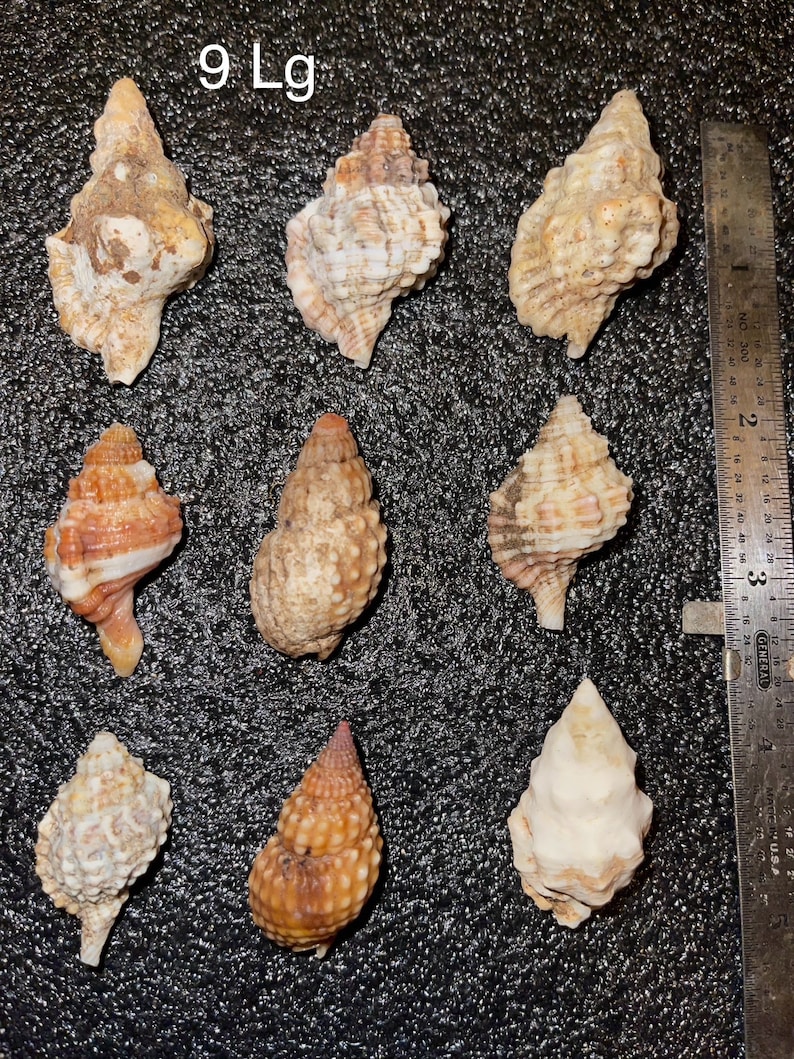 Triton Seashells From Kauai Lg-xxl Crafts Home Decor - Etsy