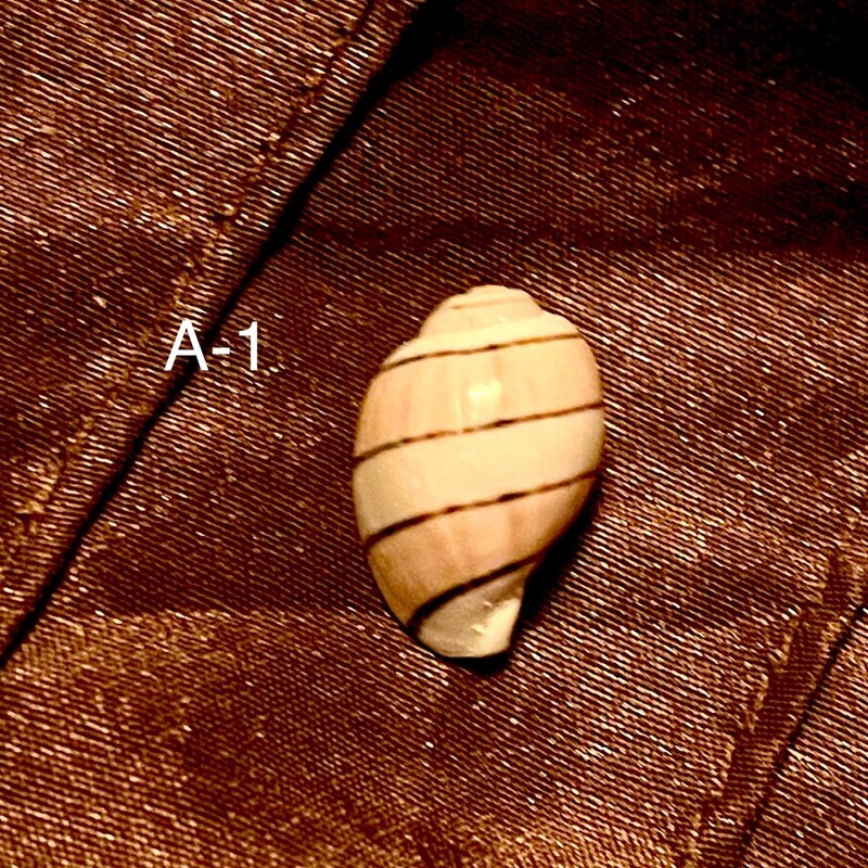 Shells From Hawaii - Etsy