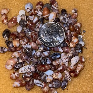 Laiki Miter Hawaiian Seashells Shells From Kauai - Etsy