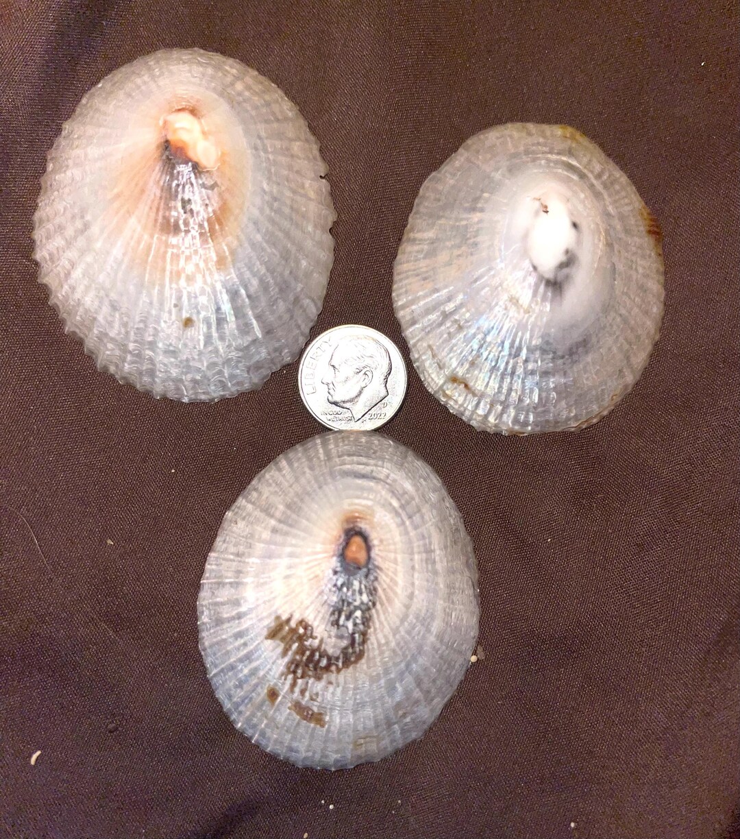 Hawaiian Opihi Limpet Shells for Pendants White From Kauai Lg- XXL - Etsy