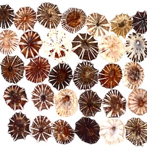 False Star Limpet Opihi Shells for Jewelry Making From Kauai - Etsy