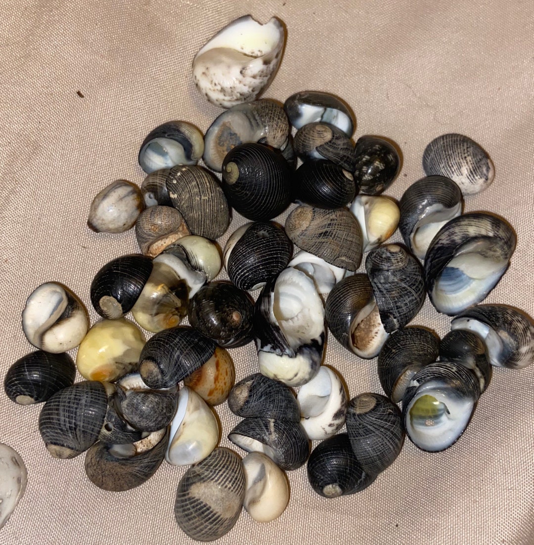 Kupee Pipipi Shells 80 Pcs for Crafts Jewelry - Etsy