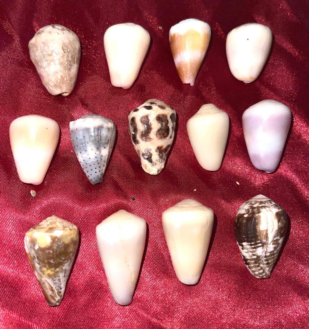 Hawaiian Cone Shells Medium to XL Hermit Crab Home No Drilled Holes - Etsy