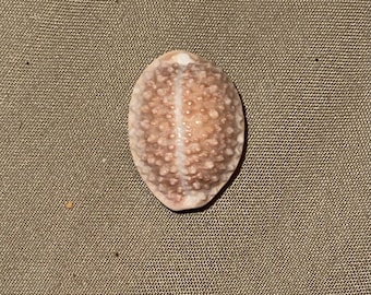 Rare Granulated Cowry Shells Handpicked From Hawaii Beaches Hawaiian ...
