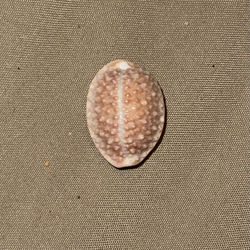 Purple Cowrie - Etsy