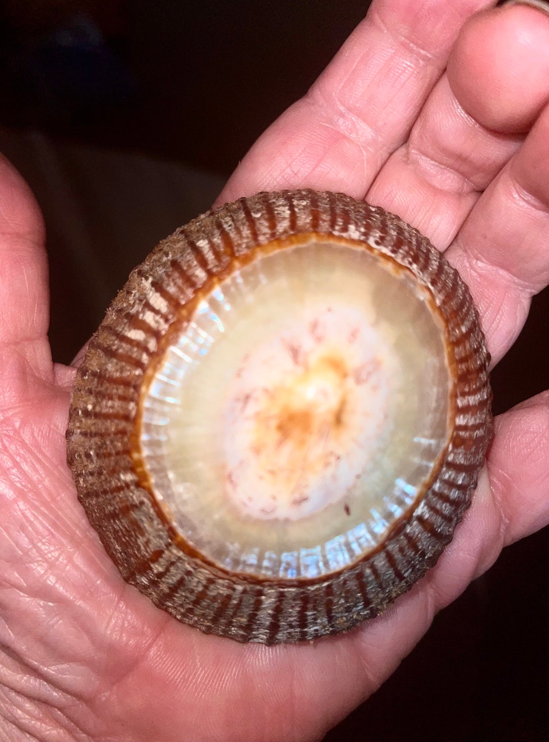 Hawaiian Opihi Limpet Shell Huge for Pendants From Kauai - Etsy